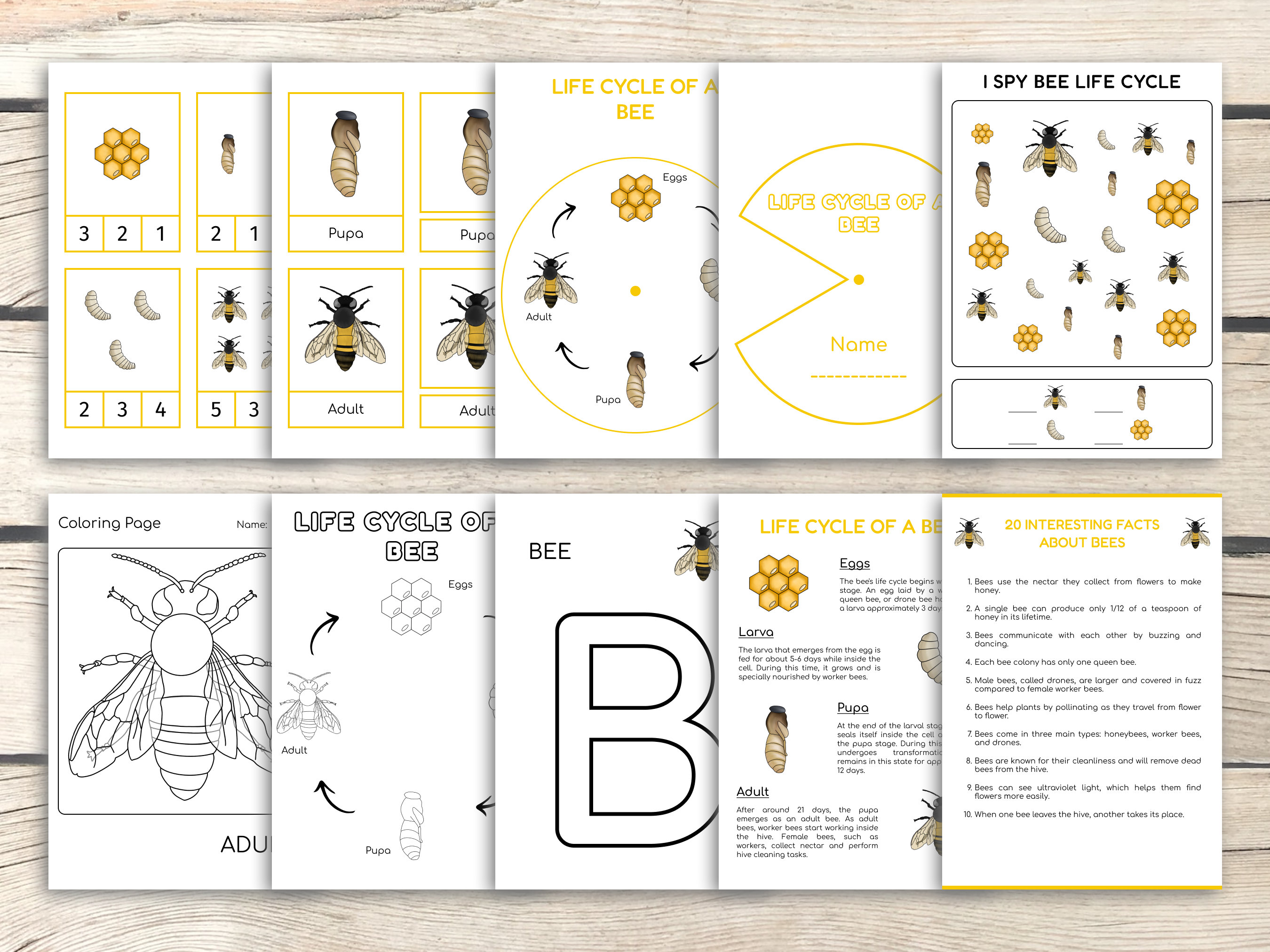 Bee Life Cycle Activity Bundle: Educational Printable Set (PDF ...