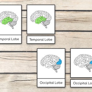 Brain Anatomy Montessori Cards, Brain Anatomy Cards, 3-part Cards ...