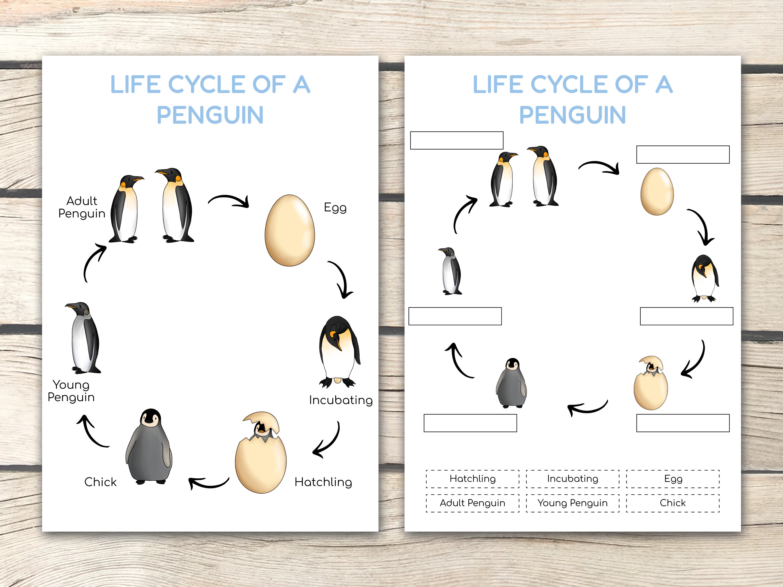 Penguin Life Cycle Activity Bundle, Penguin Activities, Learn Penguin ...