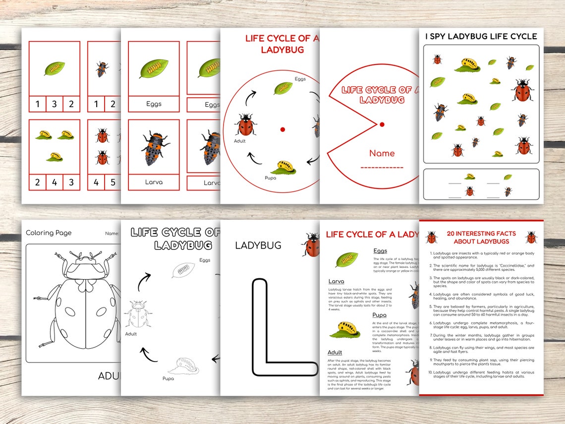 Ladybug Life Cycle Activity Bundle, Ladybug Activities, Learn Ladybug ...