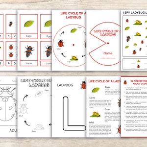 Ladybug Life Cycle Activity Bundle, Ladybug Activities, Learn Ladybug ...