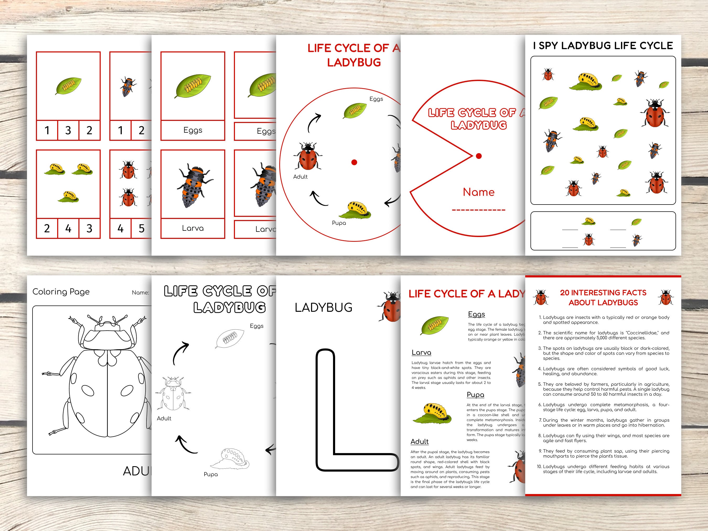 Ladybug Life Cycle Activity Bundle, Ladybug Activities, Learn Ladybug ...
