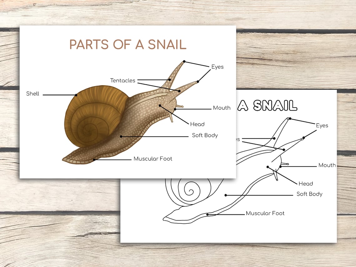 Snail Life Cycle Activity Bundle, Snail Activities, Learn Snail, Snail ...