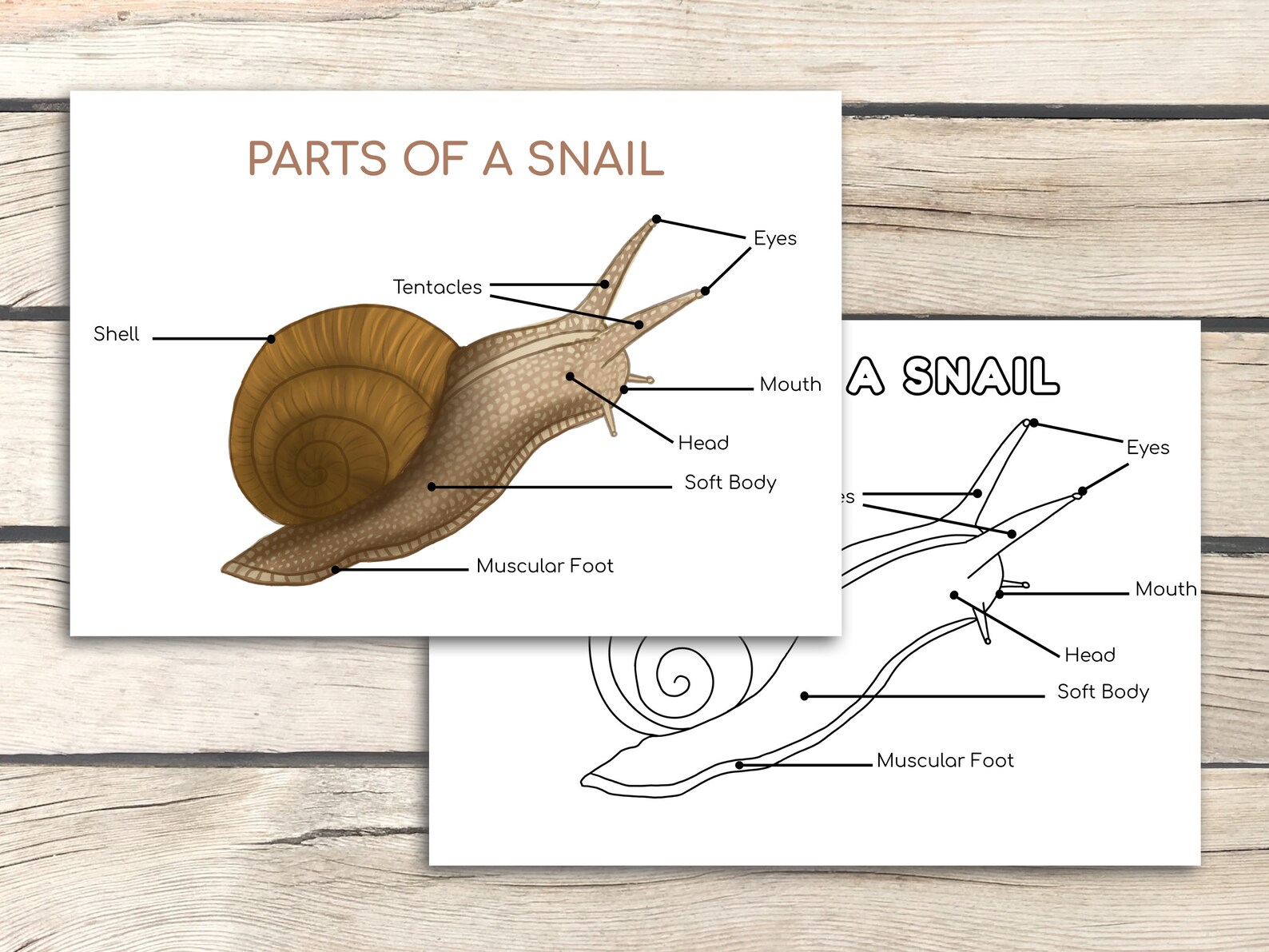 Snail Life Cycle Activity Bundle, Snail Activities, Learn Snail, Snail ...