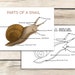 Snail Life Cycle Activity Bundle, Snail Activities, Learn Snail, Snail ...