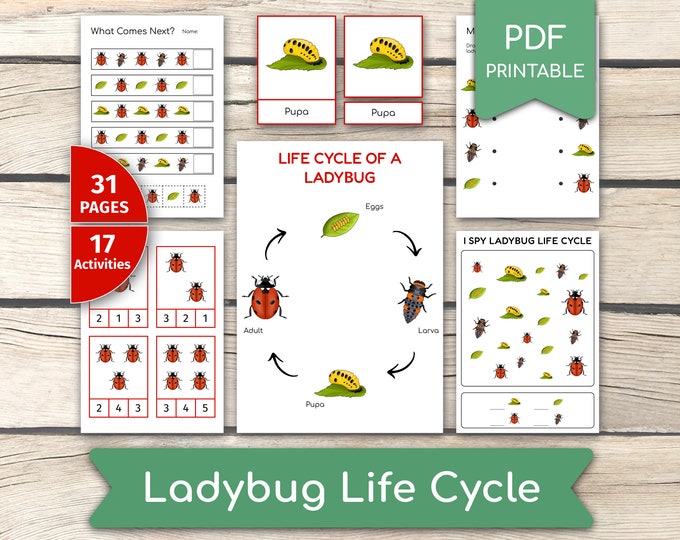 Ladybug Life Cycle Activity Bundle: Educational Printables (PDF) - Etsy
