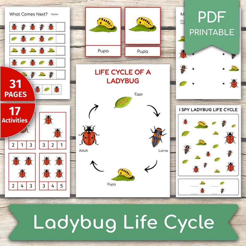 Life Cycle of a Ladybug - Etsy