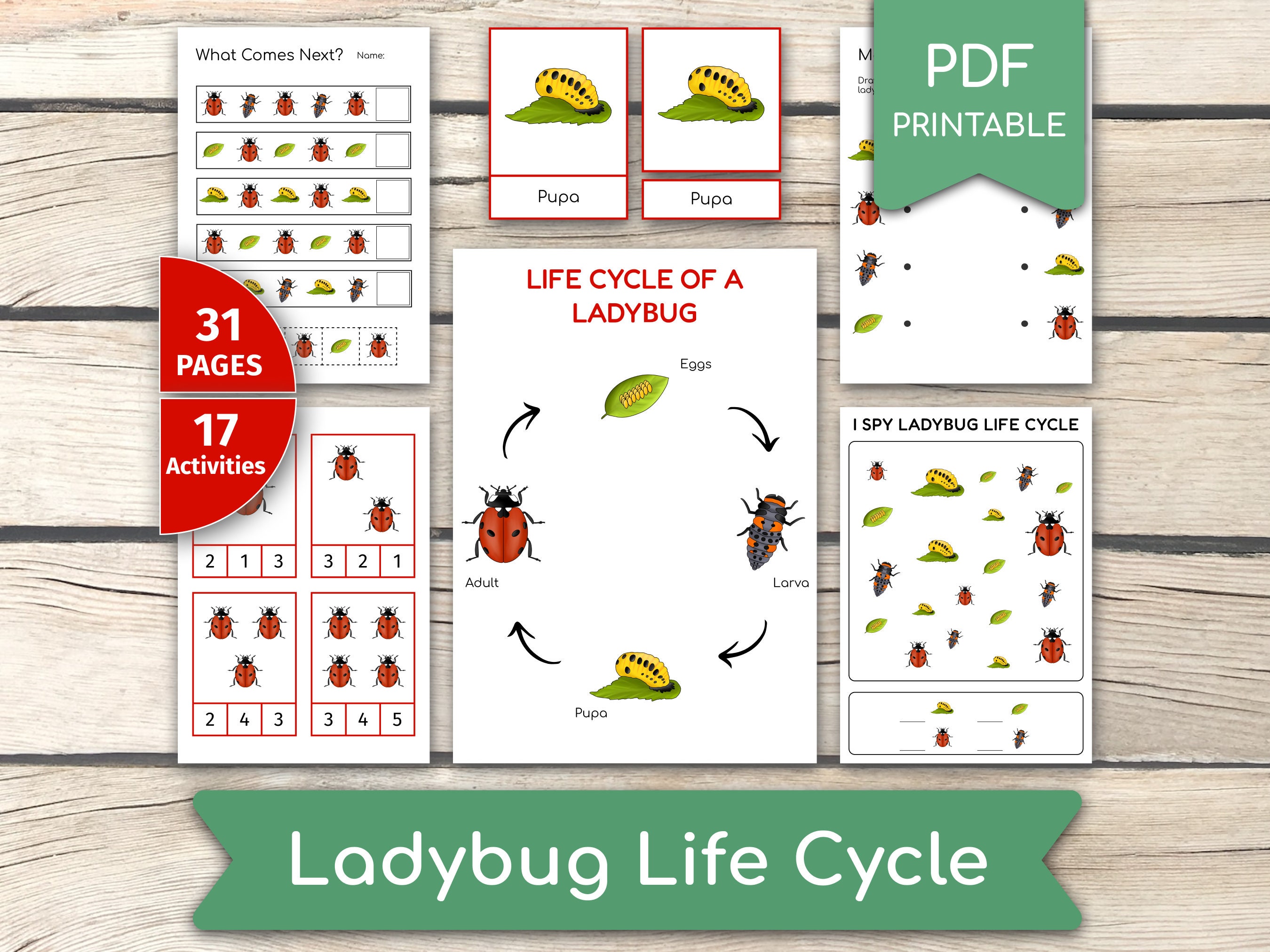 Ladybug Life Cycle Activity Bundle, Ladybug Activities, Learn Ladybug ...