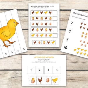 Chicken Life Cycle Activity Bundle: Educational Printable Set (PDF ...