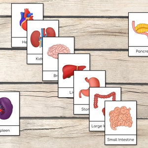 Human Organs 10 Human Organs Montessori Cards, 3-part Cards ...