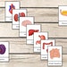 Human Organs 10 Human Organs Montessori Cards, 3-part Cards ...