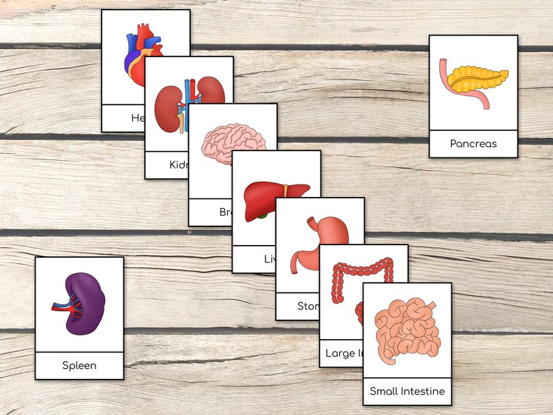 Human Organs 10 Human Organs Montessori Cards, 3-part Cards ...
