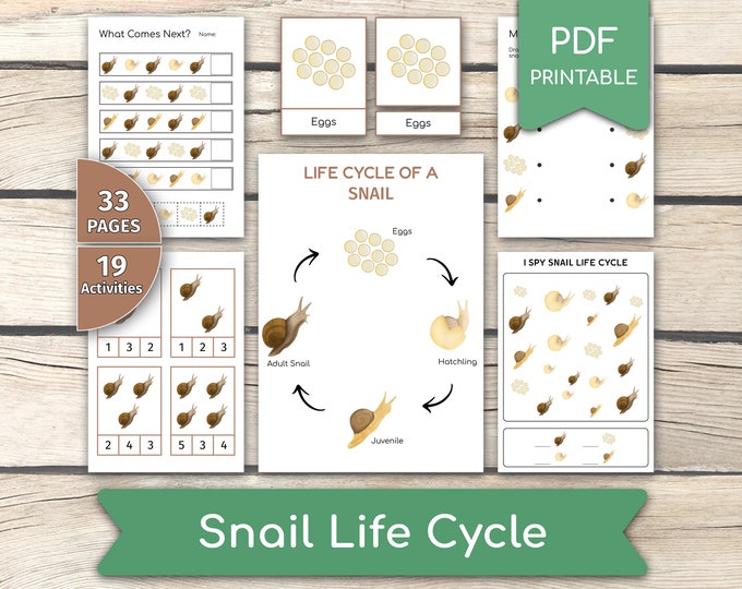 Foldable Snail Life Cycle Learning Activity for Kids | A4 and 11x8.5 ...