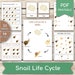Snail Life Cycle Activity Bundle, Snail Activities, Learn Snail, Snail ...