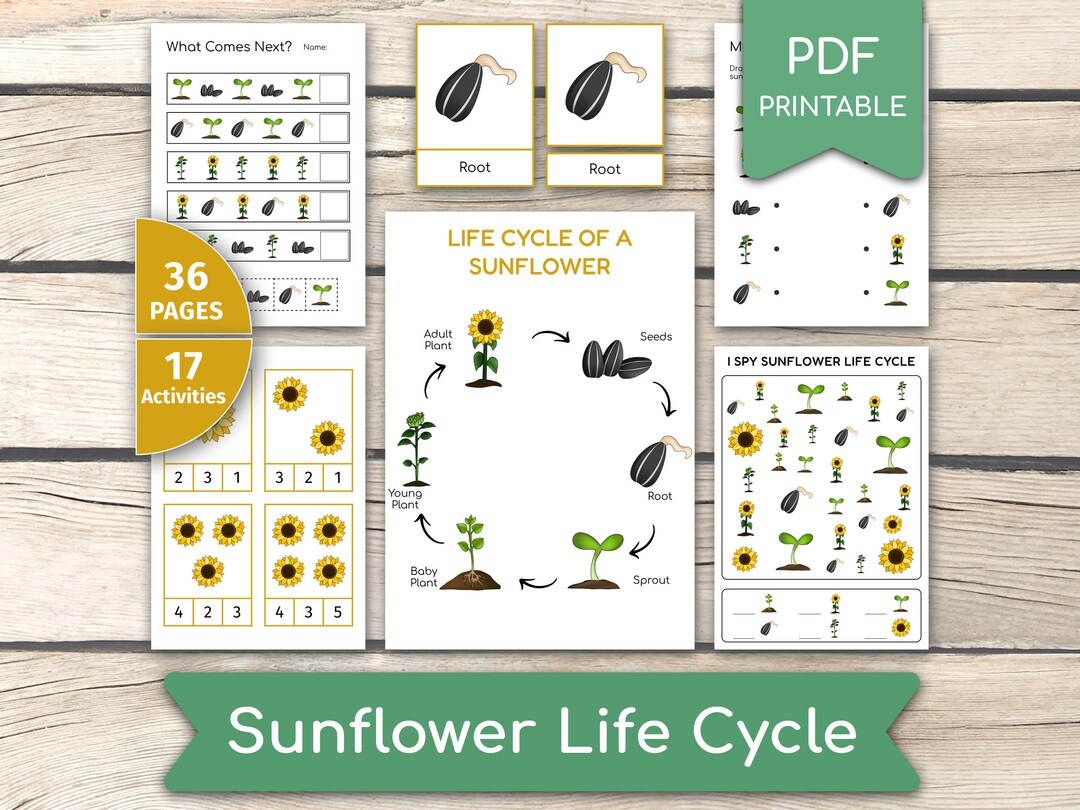 Sunflower Life Cycle Activity Bundle: Educational Printable Set (PDF ...