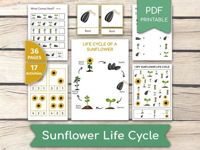 Sunflower Life Cycle Activity Bundle: Educational Printable Set (PDF ...