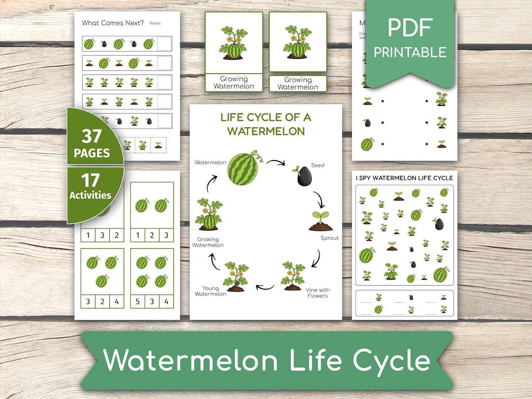 Watermelon Life Cycle Activity Bundle: Educational Printable Set (PDF ...