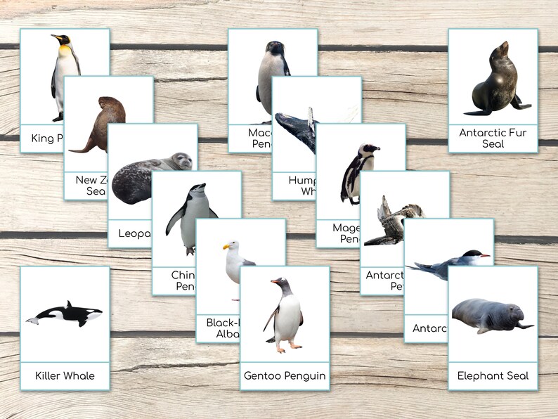 ANTARCTIC ANIMALS • 14 Animals Montessori Cards, 3-part Cards ...