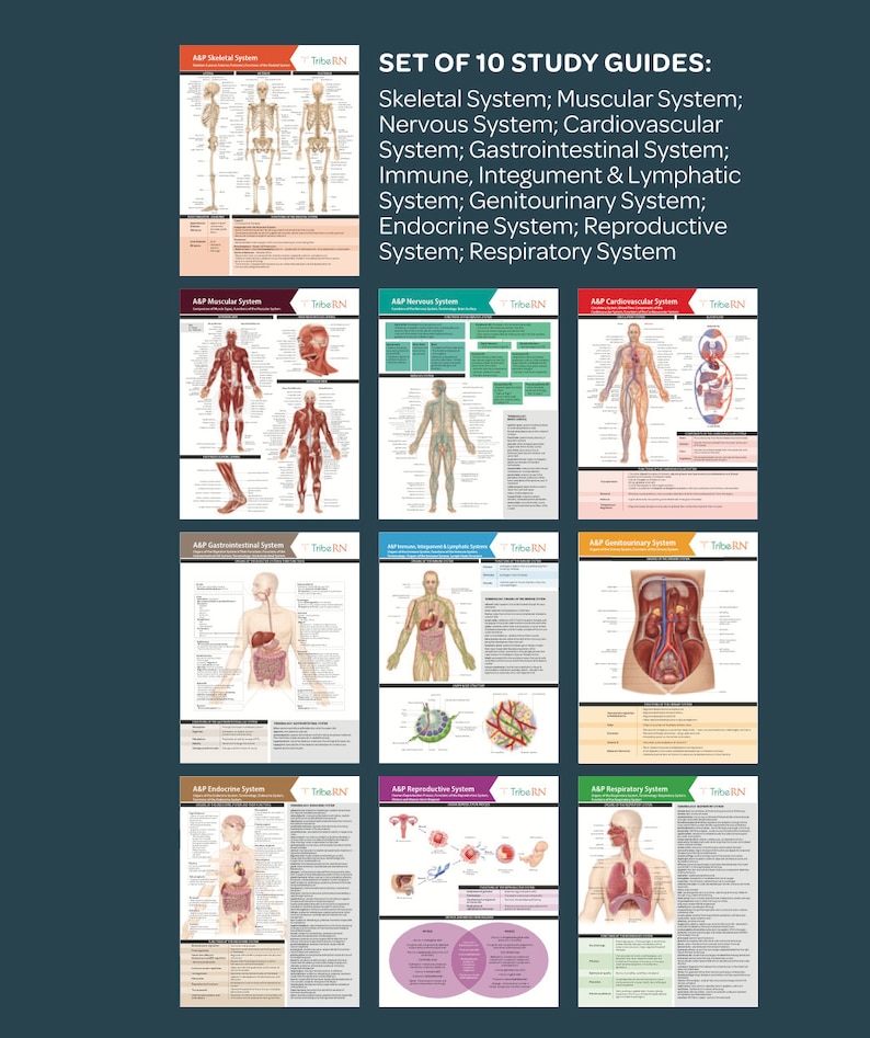 Complete Illustrated Anatomy & Physiology Study Guide Set - Etsy