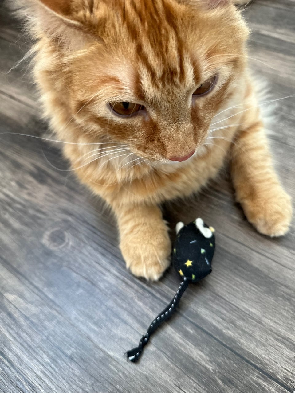 Rattle Sounds Mice, Assorted Style, Cute Cat Toy Variety Pack, Handmade ...