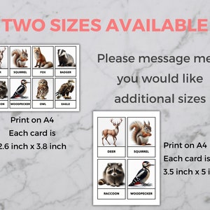 Forest Animal Flashcards - Real Pictures Woodland Creatures 3 Part ...