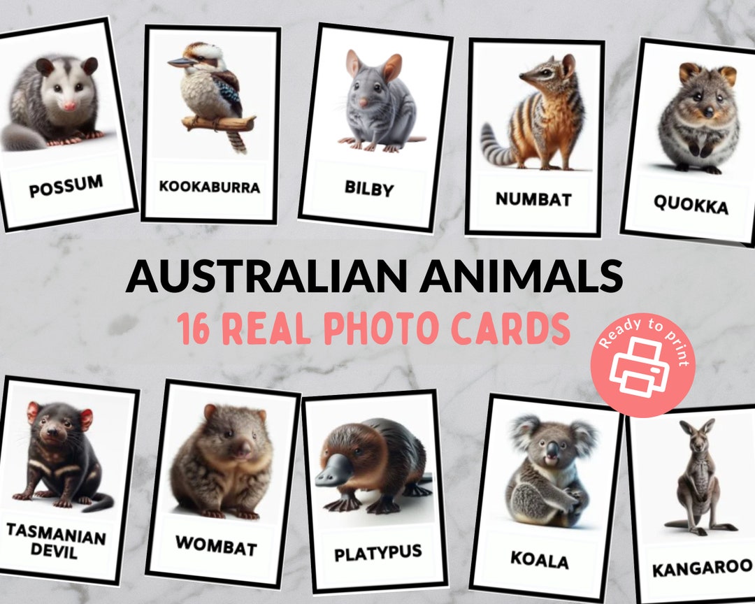 Australian Animal Flashcards - 3 Part Cards - Matching Games - Toddlers ...