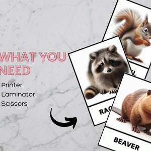 Forest Animal Flashcards - Real Pictures Woodland Creatures 3 Part ...