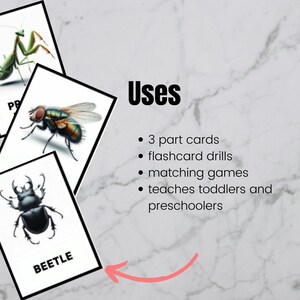 Bug Flashcards - Montessori 3- Part Cards - Nomenclature Cards ...
