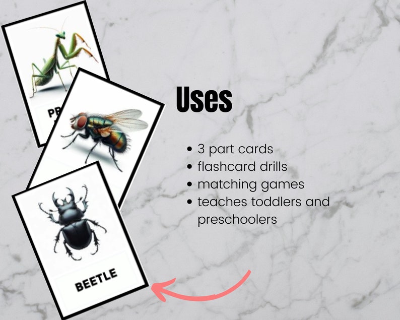 Bug Flashcards - Montessori 3- Part Cards - Nomenclature Cards ...