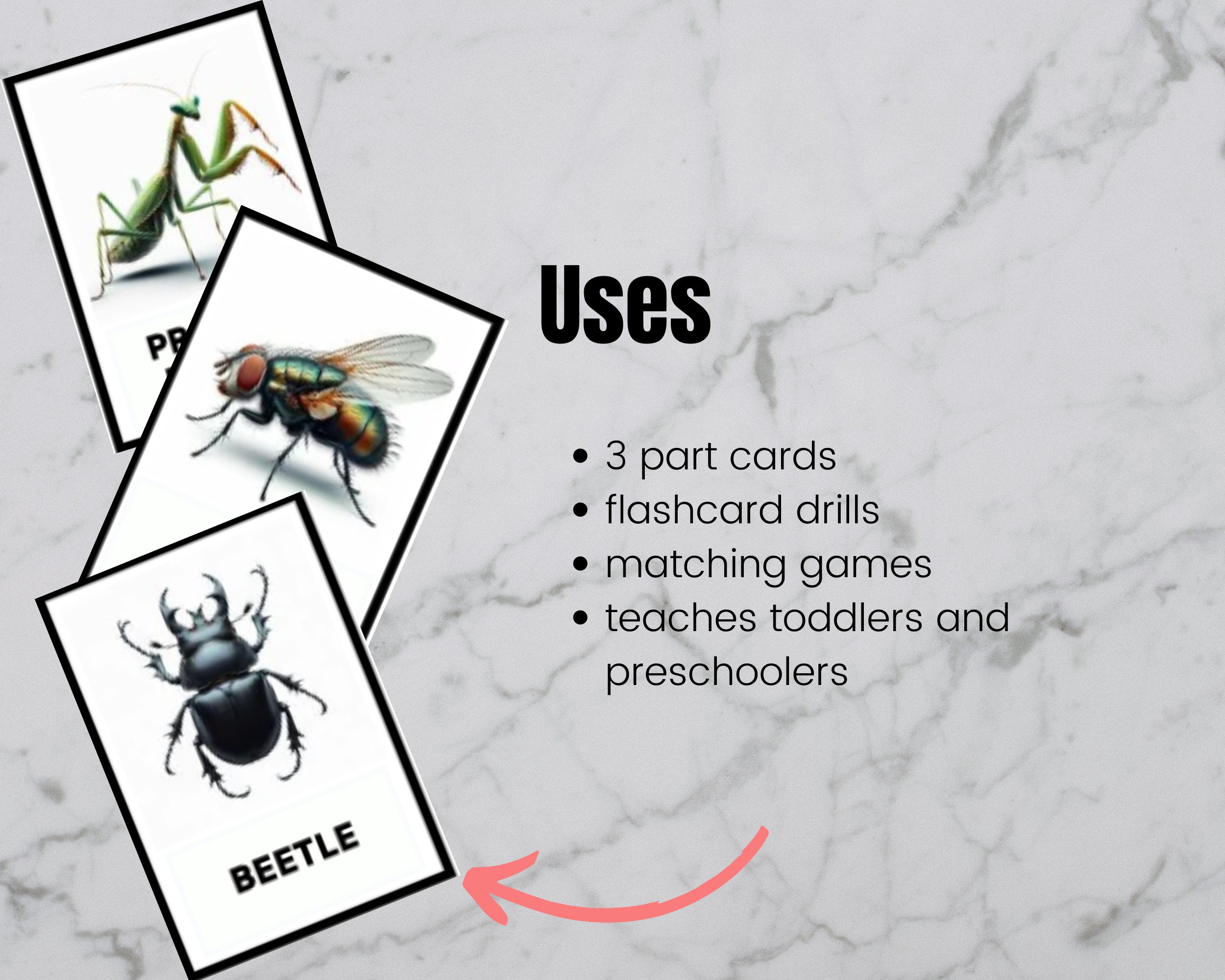Bug Flashcards - Montessori 3- Part Cards - Nomenclature Cards ...