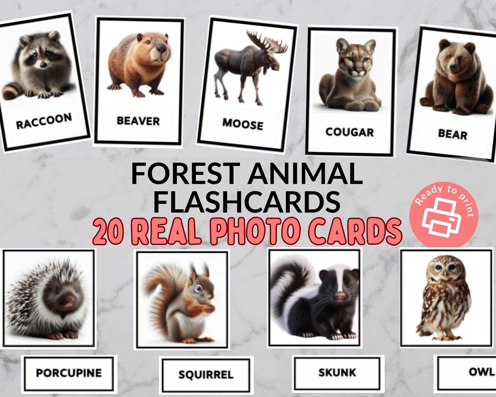 Forest Animal Flashcards - Real Pictures Woodland Creatures 3 Part ...