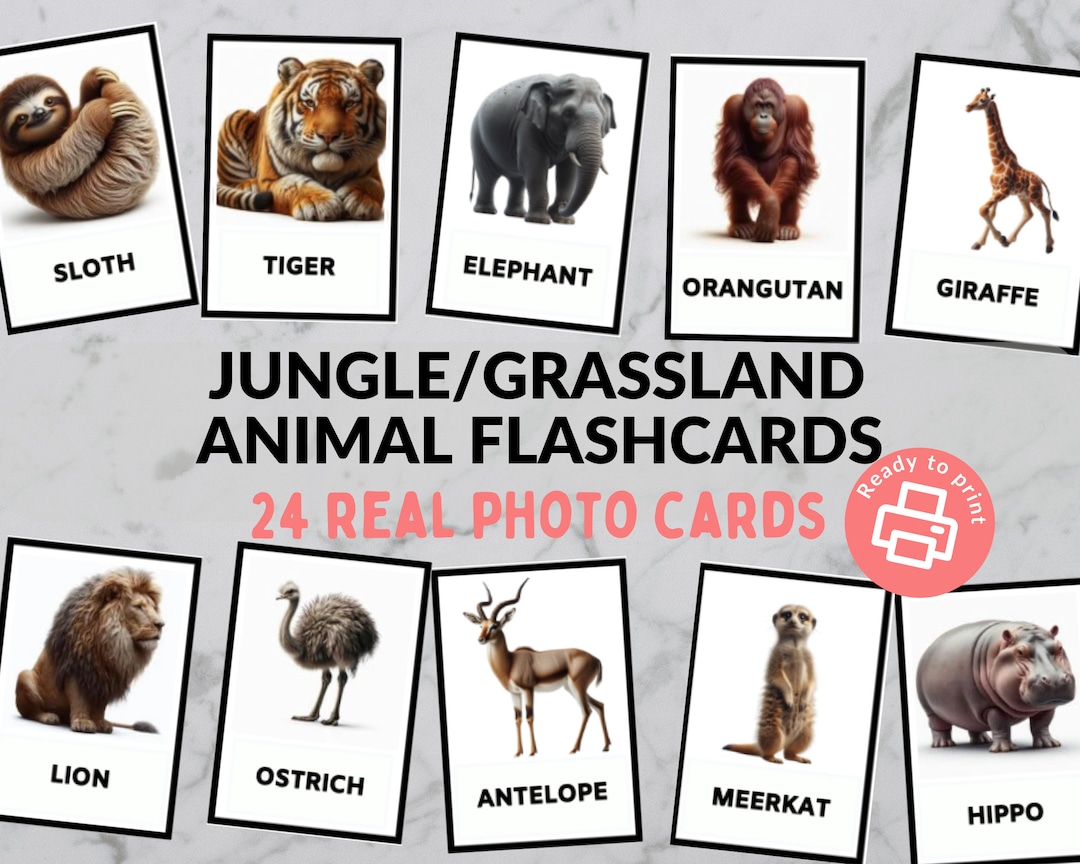 Jungle & Grassland Animal Flashcards: Montessori Nomenclature Cards ...