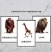 Jungle / Grassland Animal Flashcards - Montessori 3- Part Cards ...