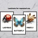 Bug Flashcards - Montessori 3- Part Cards - Nomenclature Cards ...