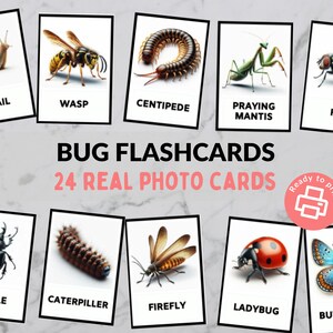 Bug Flashcards - Montessori 3- Part Cards - Nomenclature Cards ...