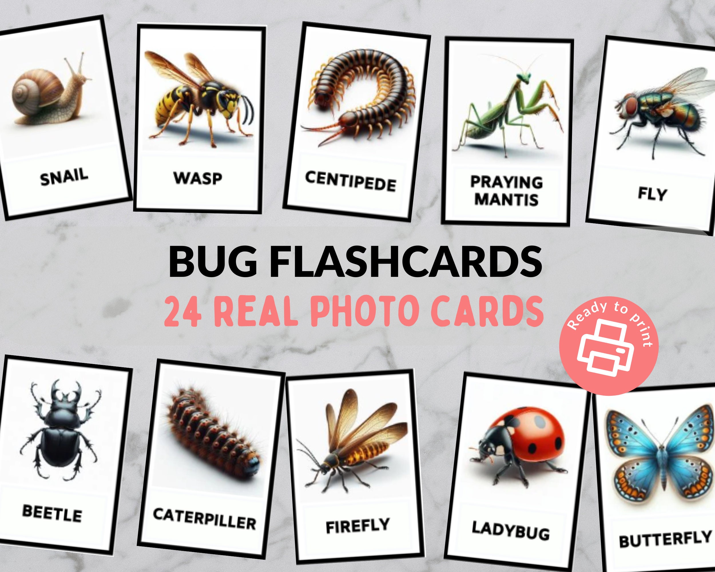 Bug Flashcards - Montessori 3- Part Cards - Nomenclature Cards ...