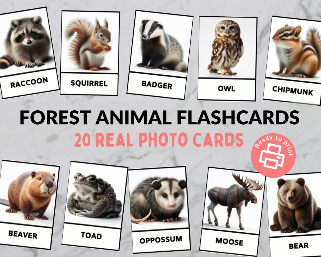 Forest Animal Flashcards Real Pictures Woodland Creatures 3 Part Cards ...
