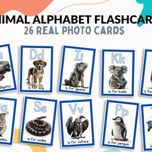 Animal Alphabet Flashcards - Learn Abcs - Real Animal Photos - Toddlers ...