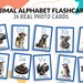 Animal Alphabet Flashcards - Learn Abcs - Real Animal Photos - Toddlers ...