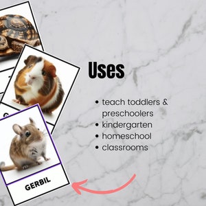 Pet Animal Flashcards - Montessori 3- Part Cards - Nomenclature Cards ...