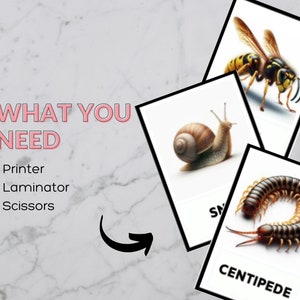 Bug Flashcards - Montessori 3- Part Cards - Nomenclature Cards ...
