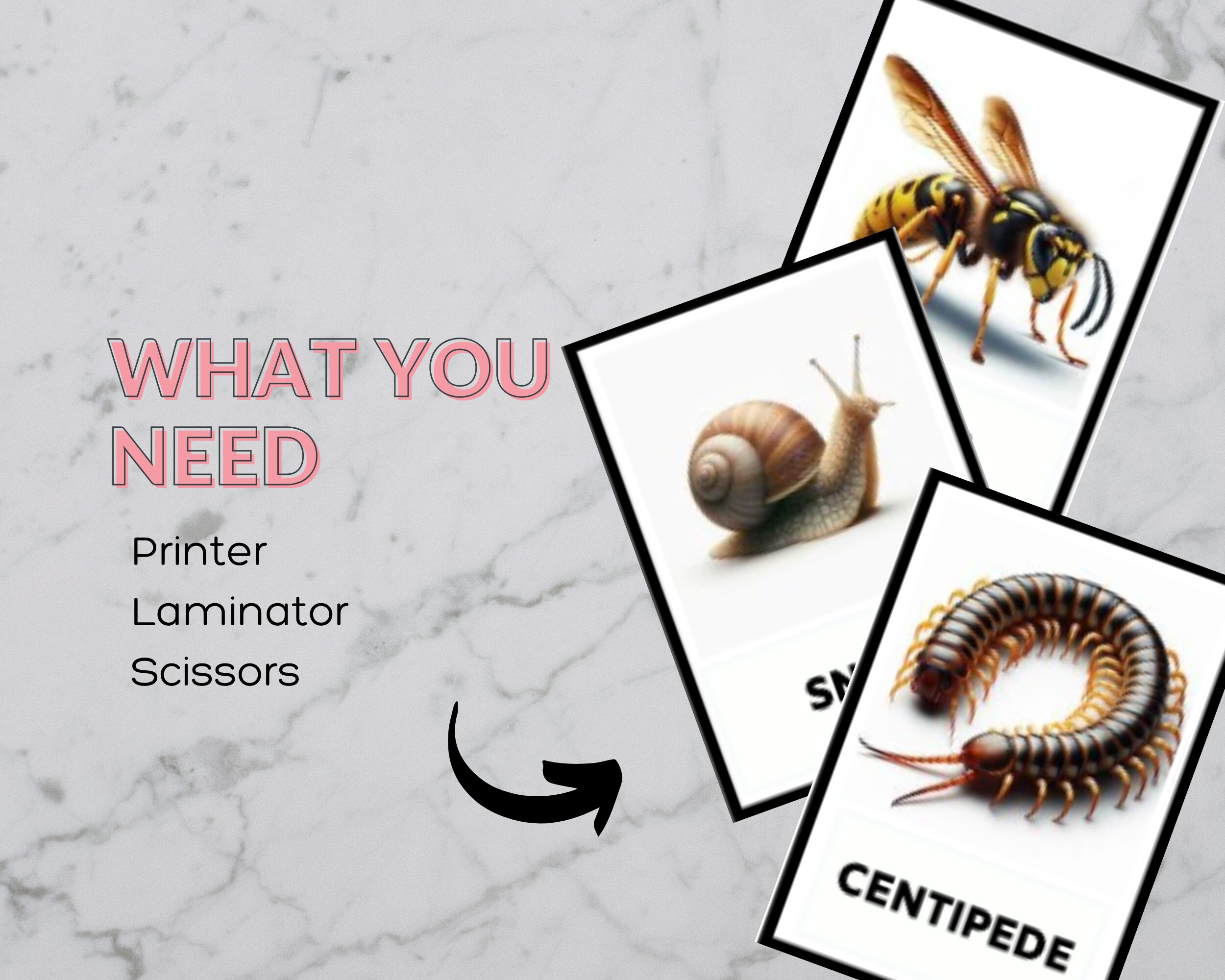 Bug Flashcards - Montessori 3- Part Cards - Nomenclature Cards ...