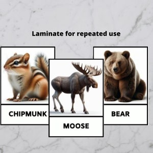 Forest Animal Flashcards - Real Pictures Woodland Creatures 3 Part ...