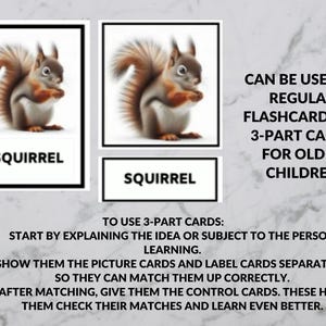 Forest Animal Flashcards - Real Pictures Woodland Creatures 3 Part ...