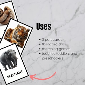 Jungle & Grassland Animal Flashcards: Montessori Nomenclature Cards ...
