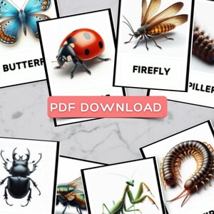 Bug Flashcards - Montessori 3- Part Cards - Nomenclature Cards ...