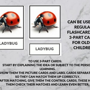 Bug Flashcards: Montessori 3-part Cards With Real Pictures (printable ...