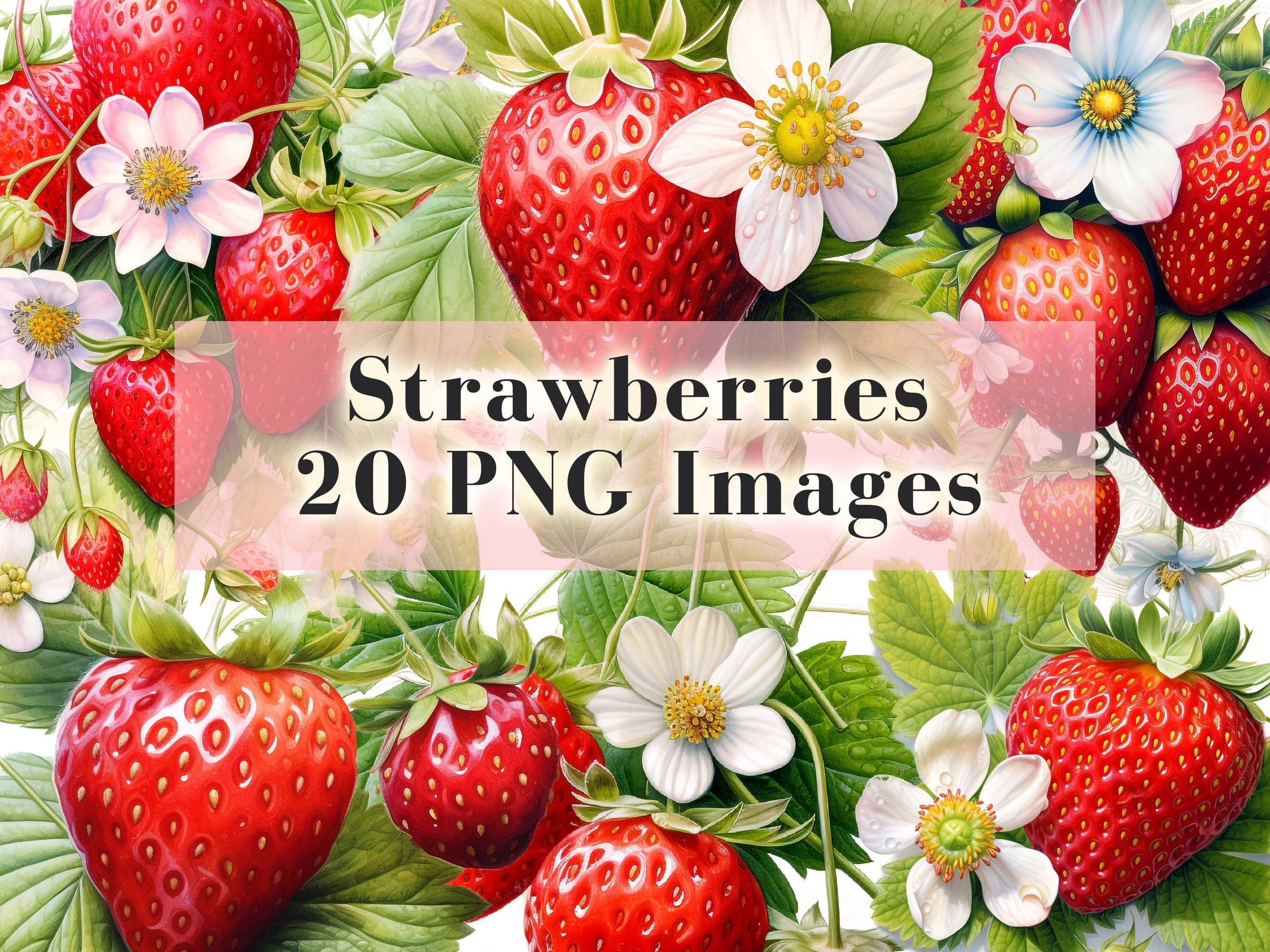 Watercolor Strawberries Clipart - 20 PNG Clip Art Graphics - Red Berry ...