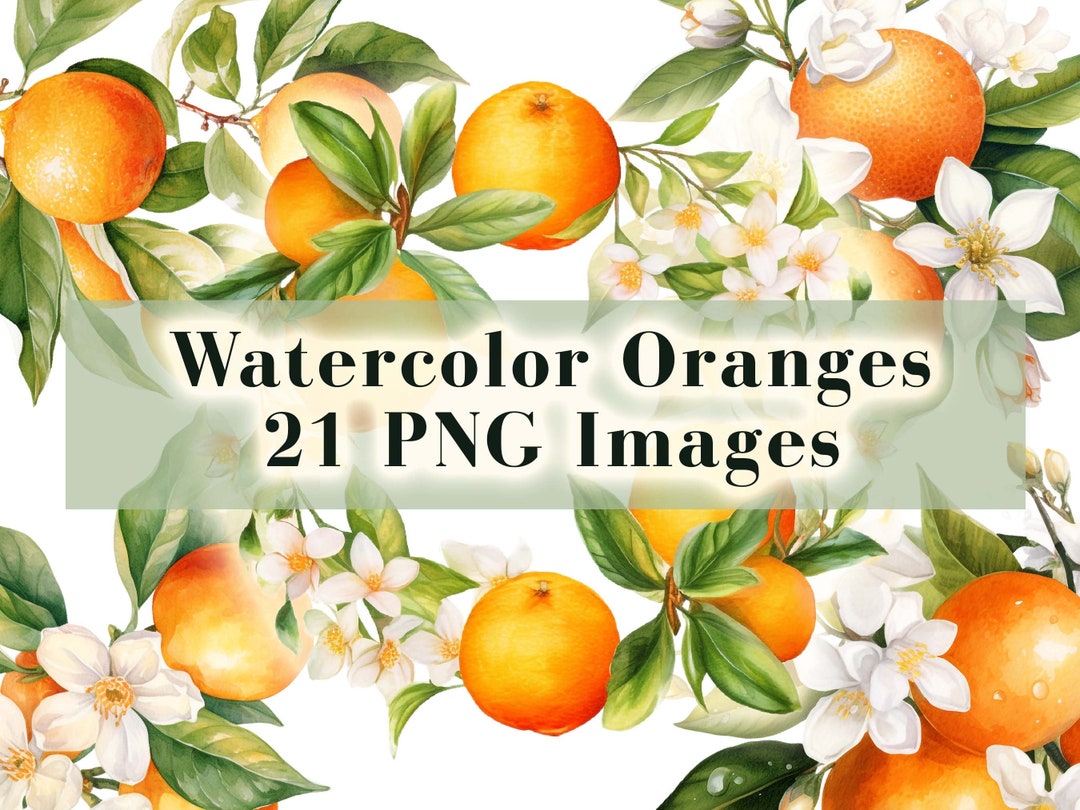 Watercolor Orange Clipart - 21 PNG Clip Art Graphics - Orange Twig ...