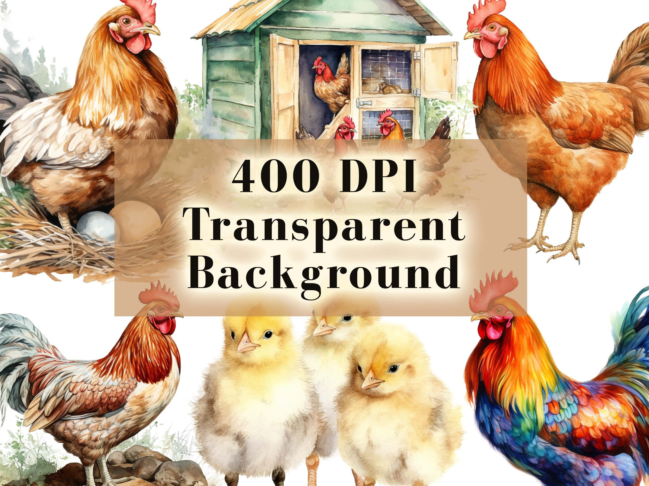 Watercolor Chicken PNG Bundle, Roosters Clipart, 20 High Quality ...